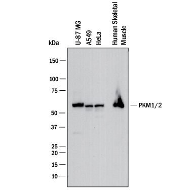 Human/Mouse/Rat PKM1/2 Antibody (AF7244) | Bio-Techne