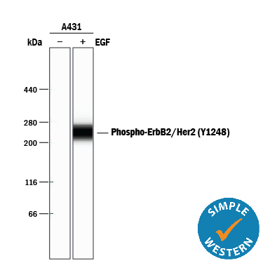Human Phospho-ErbB2/Her2 (Y1248) Antibody (AF1768) | Bio-Techne