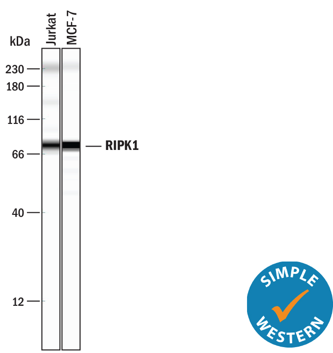 Human/Mouse/Rat RIPK1/RIP1 Antibody (MAB3585) | Bio-Techne