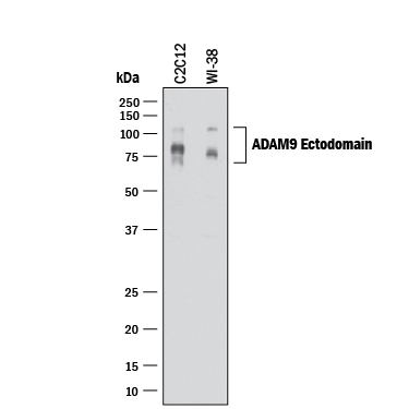 Human/Mouse ADAM9 Ectodomain Antibody (AF949) | Bio-Techne