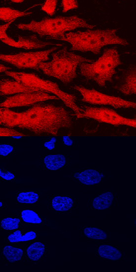 Human AHR Antibody (AF6185) | Bio-Techne
