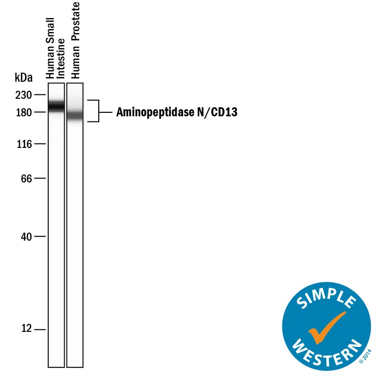 Human Aminopeptidase N/CD13 Antibody (MAB38151) | Bio-Techne