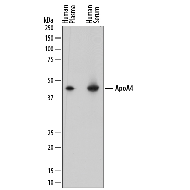 Human/Mouse Apolipoprotein A‑IV/ApoA4 Antibody (AF8125) | Bio-Techne