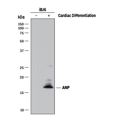 Human Atrial Natriuretic Peptide/ANP Antibody (AF3366) | Bio-Techne