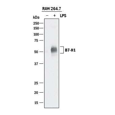 Mouse PD-L1/B7-H1 Antibody (AF1019) | Bio-Techne