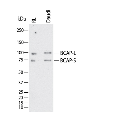 Human/Mouse BCAP Antibody (MAB4857) | Bio-Techne