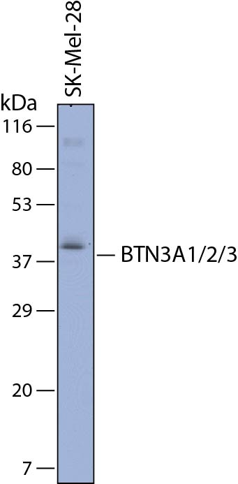Human BTN3A1/2/3 Antibody (AF7136) | Bio-Techne