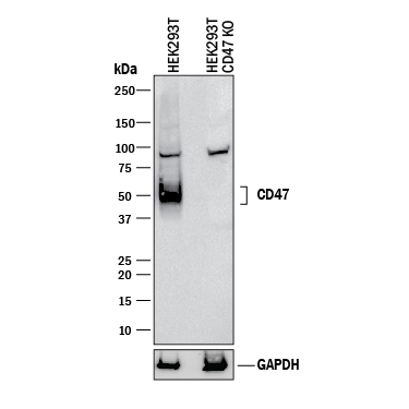 Human CD47 Antibody (AF4670) | Bio-Techne