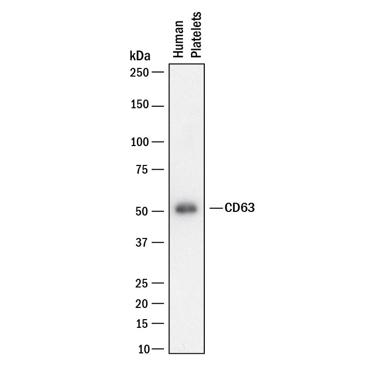 Human CD63 Antibody (MAB50482) | Bio-Techne