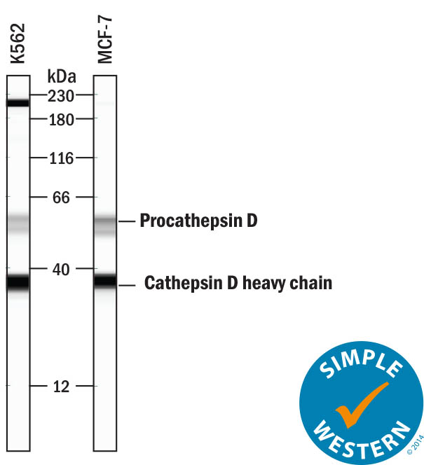 Human Cathepsin D Antibody (AF1014) | Bio-Techne