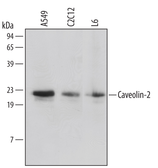 Human/Mouse/Rat Caveolin‑2 Antibody (AF5788) | Bio-Techne