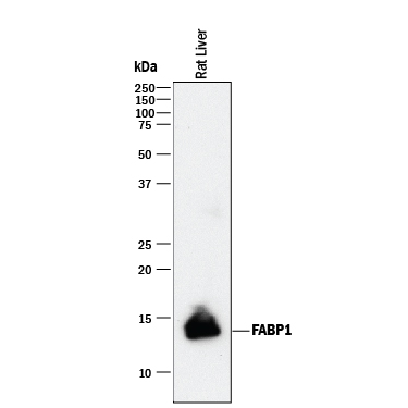 Human/Mouse/Rat FABP1/L‑FABP Antibody (AF1565) | Bio-Techne