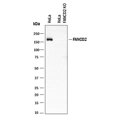 Human FANCD2 Antibody (MAB9369) | Bio-Techne