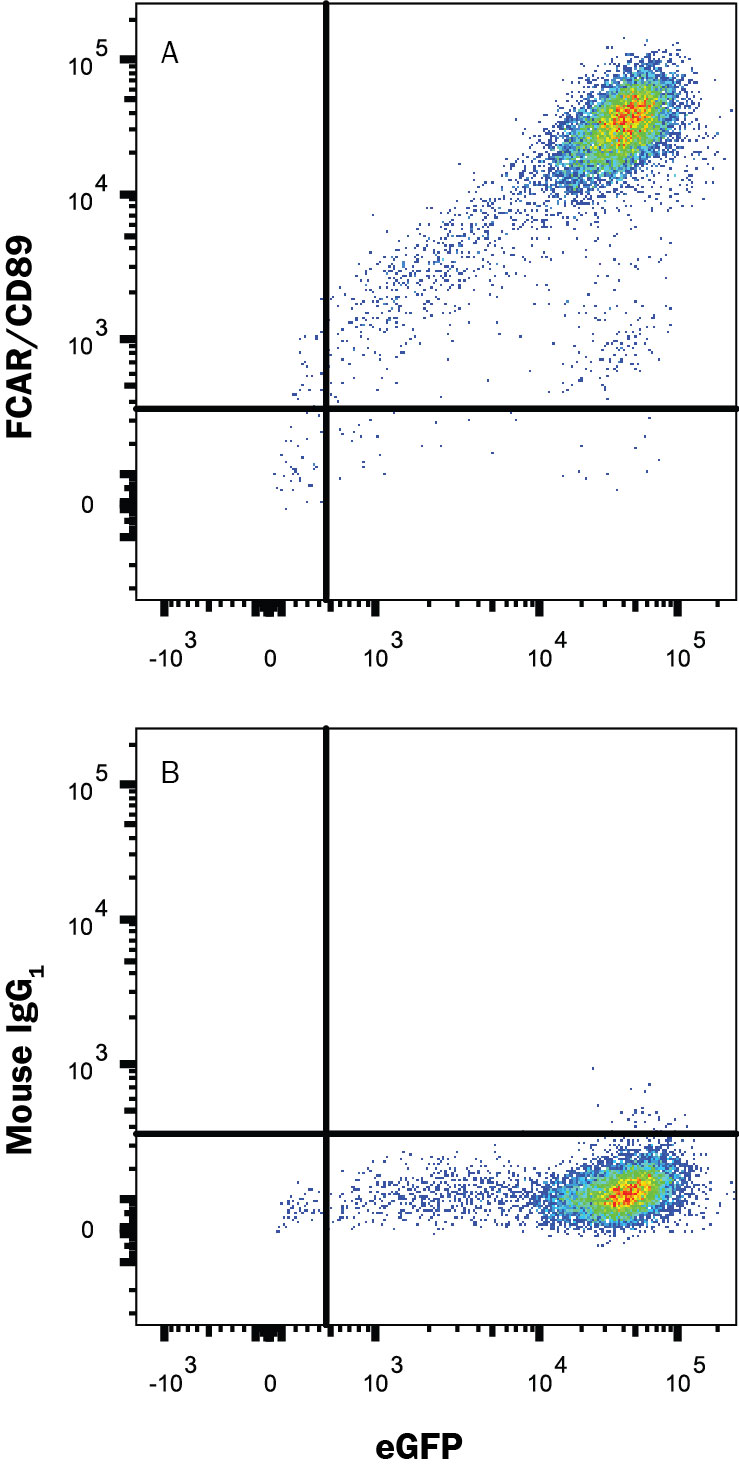Human/Cynomolgus Monkey FCAR/CD89 Antibody (MAB3939) | Bio-Techne