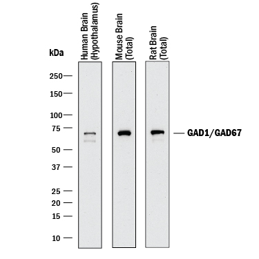 Human/Mouse/Rat GAD1/GAD67 Antibody (AF2086) | Bio-Techne