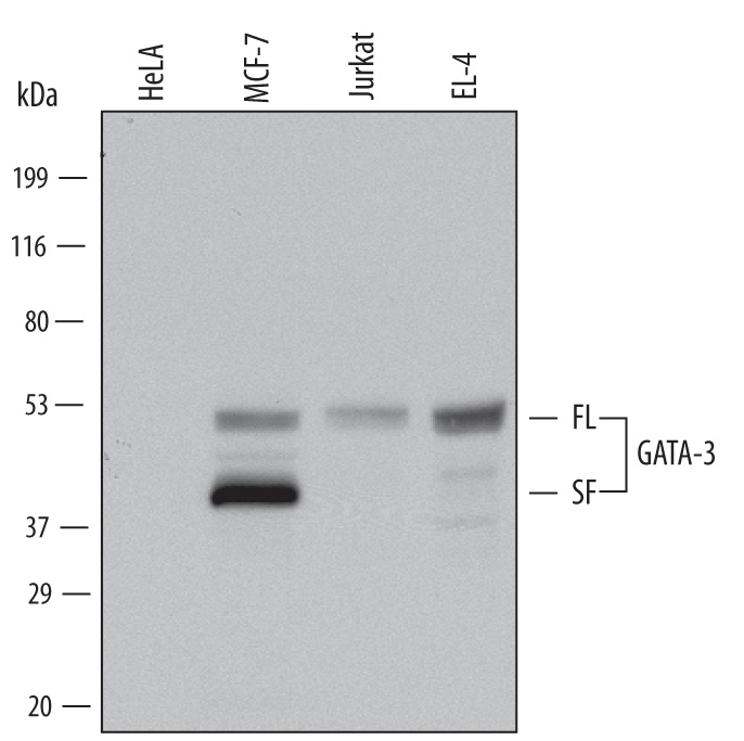 Human/Mouse GATA‑3 Antibody (MAB6330) | Bio-Techne