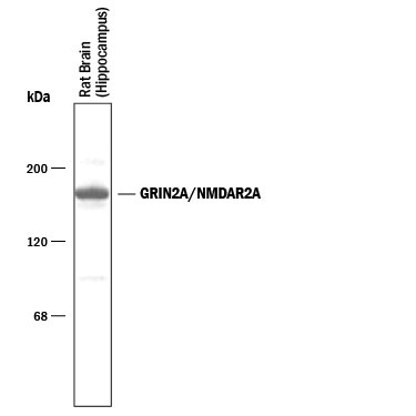 Human/Mouse/Rat GRIN2A/NMDAR2A Antibody (PPS012) | Bio-Techne