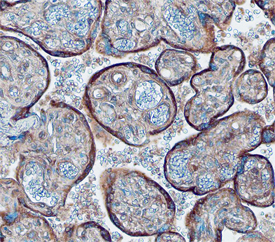 Human Galanin Antibody (MAB5854) | Bio-Techne