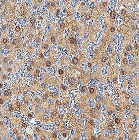 Human HNF‑3 beta/FoxA2 Antibody (AF2400) | Bio-Techne