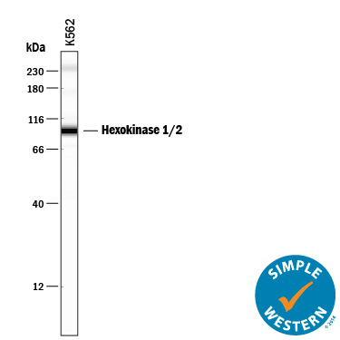 Human Hexokinase 1/2 Antibody (MAB8179) | Bio-Techne