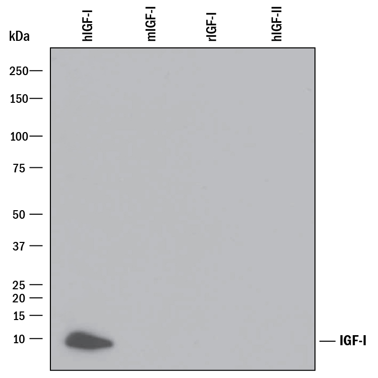 Human IGF-I/IGF-1 Antibody (MAB291) | Bio-Techne