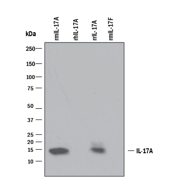 Mouse IL‑17/IL‑17A Antibody (MAB421) | Bio-Techne
