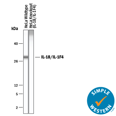 Human/Rhesus Macaque IL‑18/IL‑1F4 Antibody (AF2548) | Bio-Techne