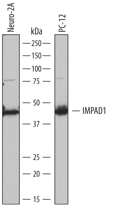 Mouse/Rat Inositol Monophosphatase 3/IMPAD1 Antibody (AF7028) | Bio-Techne Mouse/Rat Inositol Monophosphatase 3/IMPAD1 Antibody (AF7028) | Bio-Techne