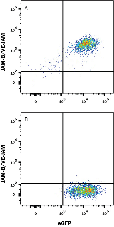 Human JAM‑B/VE‑JAM Antibody (MAB10743) | Bio-Techne
