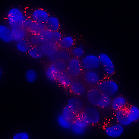 Human Klotho beta Antibody (MAB58891) | Bio-Techne