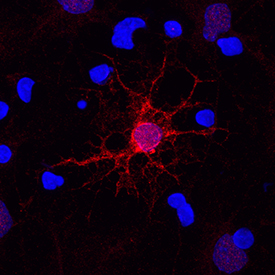 Human/Mouse/Rat MBP Antibody (MAB42282) | Bio-Techne
