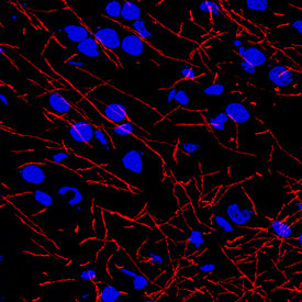 Human/Mouse/Rat MBP Antibody (MAB42282) | Bio-Techne