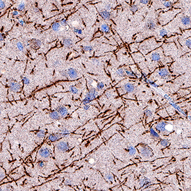 Human/Mouse/Rat MBP Antibody (MAB42282) | Bio-Techne