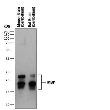 Human/Mouse/Rat MBP Antibody (MAB42282) | Bio-Techne