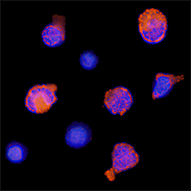 Human MxA/Mx1 Antibody (AF7946) | Bio-Techne