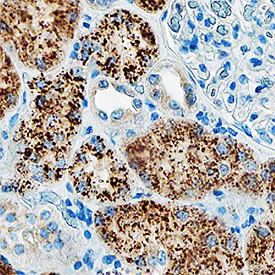 Human Niemann-Pick Type C2/NPC2 Antibody (AF8644) | Bio-Techne