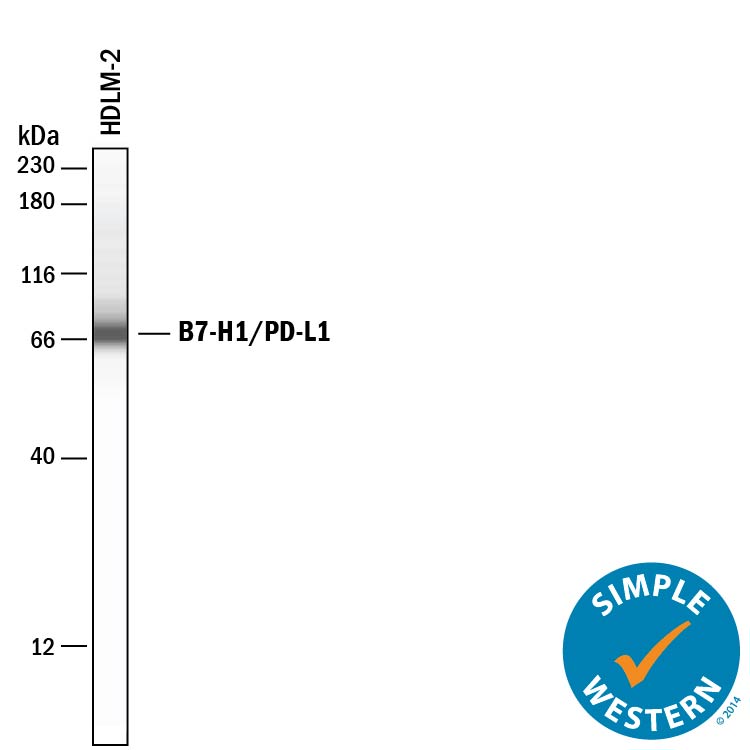 Human PD-L1/B7-H1 Antibody (AF156) | Bio-Techne