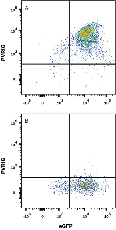 Human PVRIG Antibody (MAB93651) | Bio-Techne