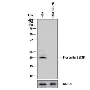 Human Presenilin‑1 C-Terminal Fragment Antibody (AF166) | Bio-Techne