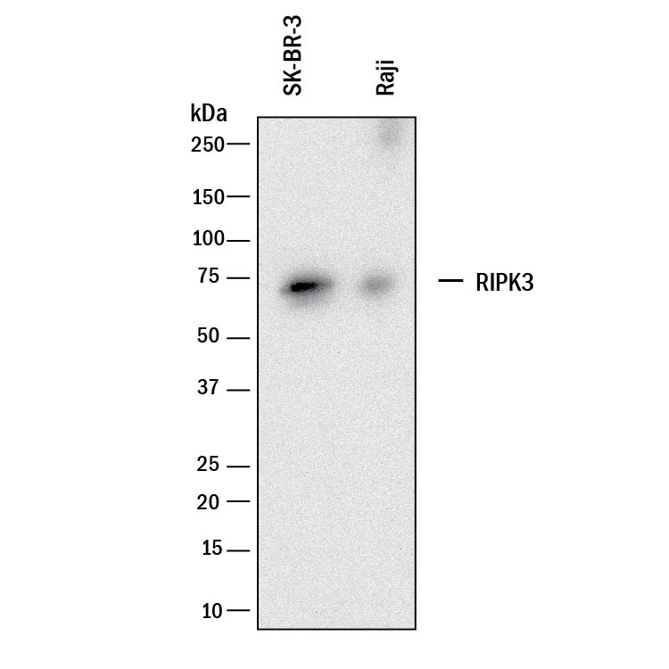 Human RIPK3/RIP3 Antibody (MAB76041) | Bio-Techne