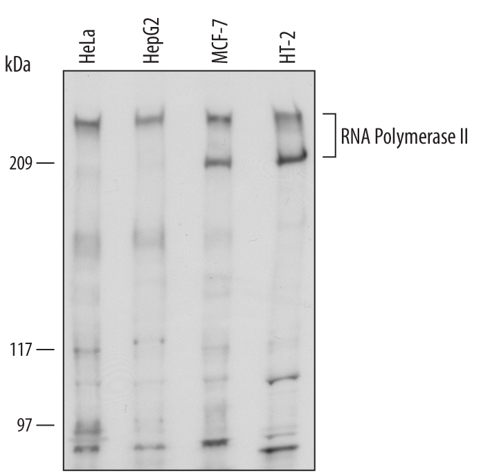 Human/Mouse RNA Polymerase II/POLR2A Antibody (AF6160) | Bio-Techne