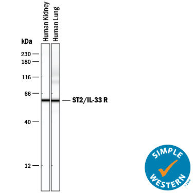 Human ST2/IL-33R Antibody (AF523) | Bio-Techne