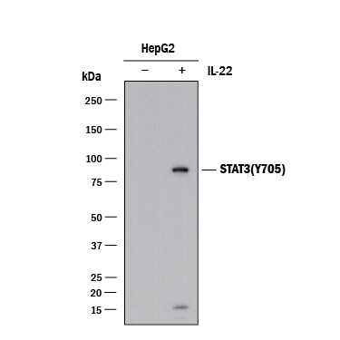 Human Phospho-STAT3 (Y705) Antibody (MAB46071) | Bio-Techne