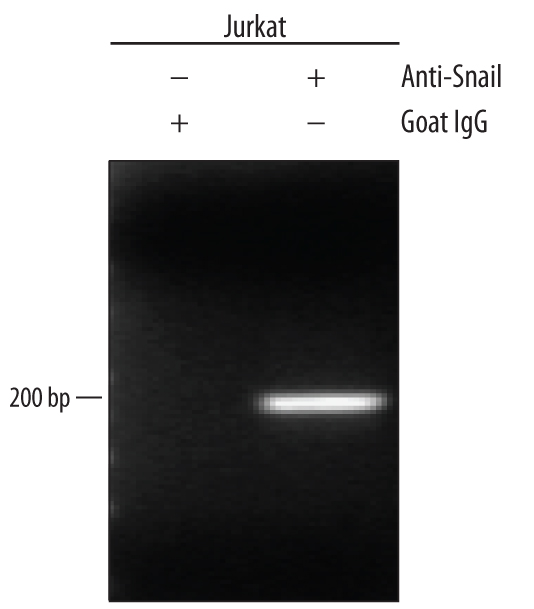 Human Snail Antibody (AF3639) | Bio-Techne