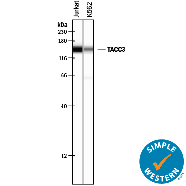 Human TACC3 Antibody (AF5720) | Bio-Techne