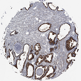 Human TL1A/TNFSF15 Antibody (MAB74421) | Bio-Techne