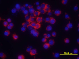 Human/Mouse TNF-alpha Antibody (AF-410-NA) | Bio-Techne