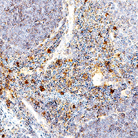 Human/Mouse TNF-alpha Antibody (AF-410-NA) | Bio-Techne