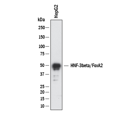 Human HNF‑3 beta/FoxA2 Antibody (AF2400) | Bio-Techne
