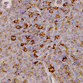 Human/Mouse Myeloperoxidase/MPO Antibody (AF3667) | Bio-Techne